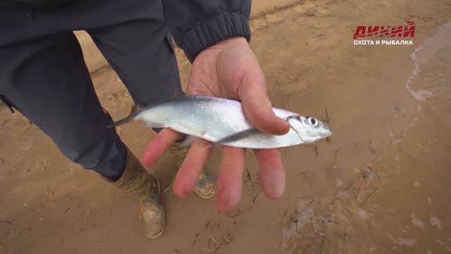 Чехонь. На донку с резинкой.