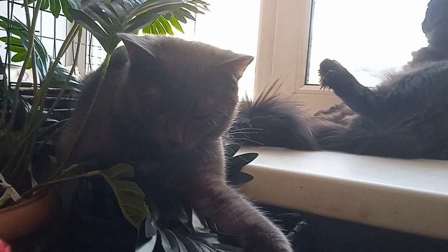 Котики отдыхают.