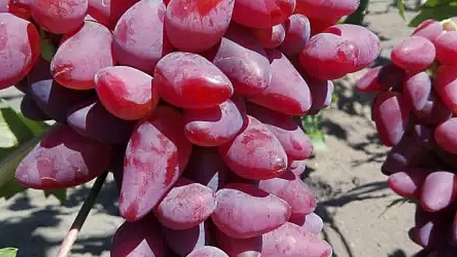 Супер Виноград Дубовский Розовый Крупный морозостойкий | Донская лоза