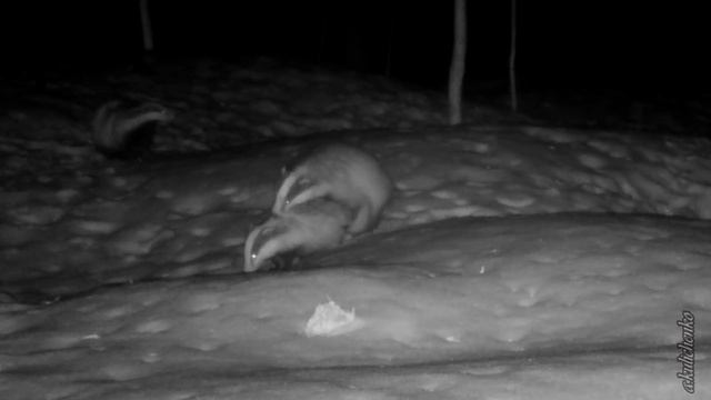 БАРСУКИ ПРОСНУЛИСЬ В ЗАПОВЕДНИКЕ