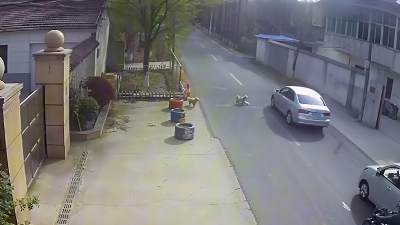 Невероятно! Две бездомные собаки спасли жизнь моей собаке!