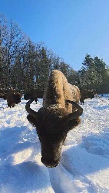 Мороз и солнце - день чудесный!