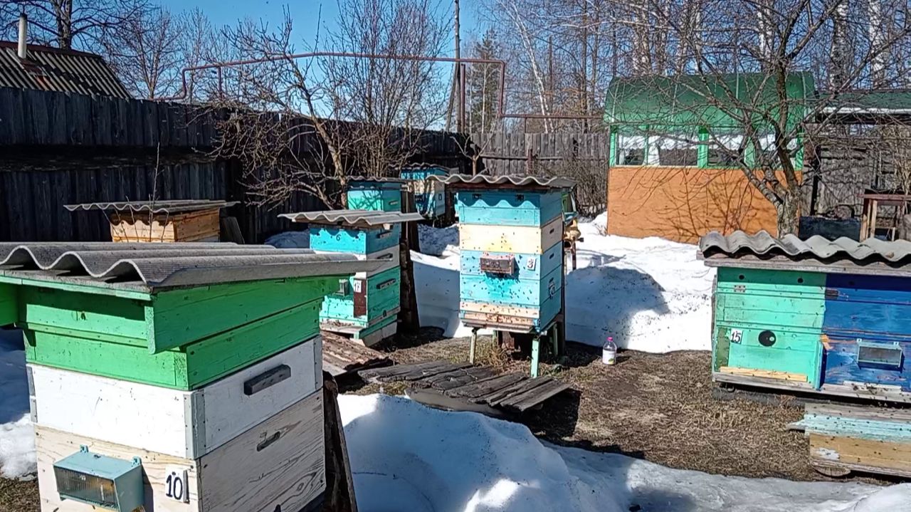 Весенний облёт пчёл (23.03.2026 г.)