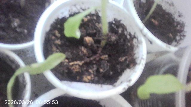 Обзор рассады томатов сорта "Оля Ф1" посаженных в феврале