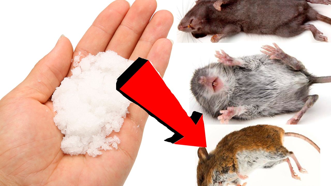 Как избавиться от мышей и крыс навсегда За 1 минуту!!!!!!САМЫЕ ЛУЧШИЕ СПОСОБЫ В МИРЕ!!!!!!!