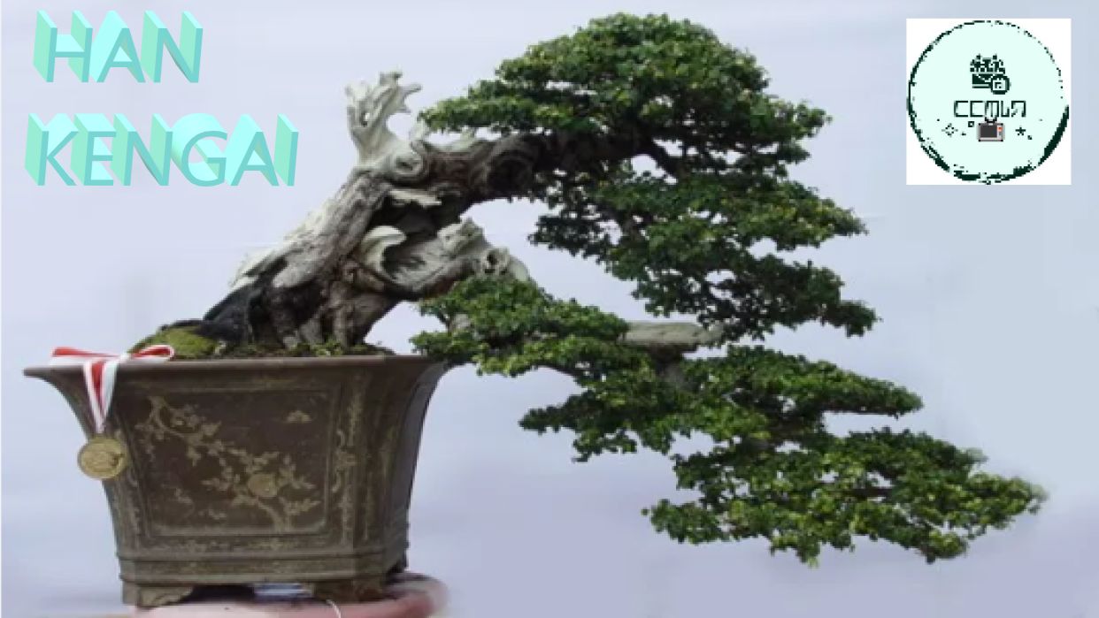 СТИЛЬ БОНСАЙ ХАН КЕНГАЙ Han Kengai полукаскад