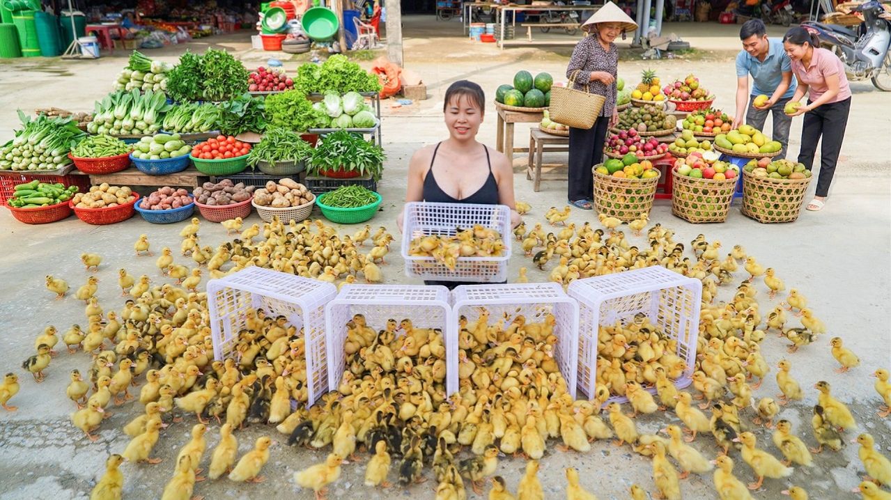 Продаю много утят, вылупившихся 7 дней назад. Используем грузовик для перевозки утят.