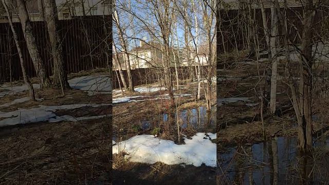 2) г.о. ИСТРА, д. Манихино, 25.03.2026