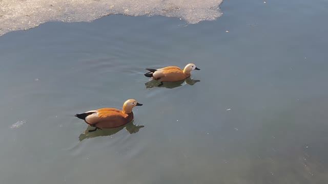 Утки. Пара огарей. Огари. Кряквы. Уточки в пруд. Покровское-Стрешнево. Март 2026