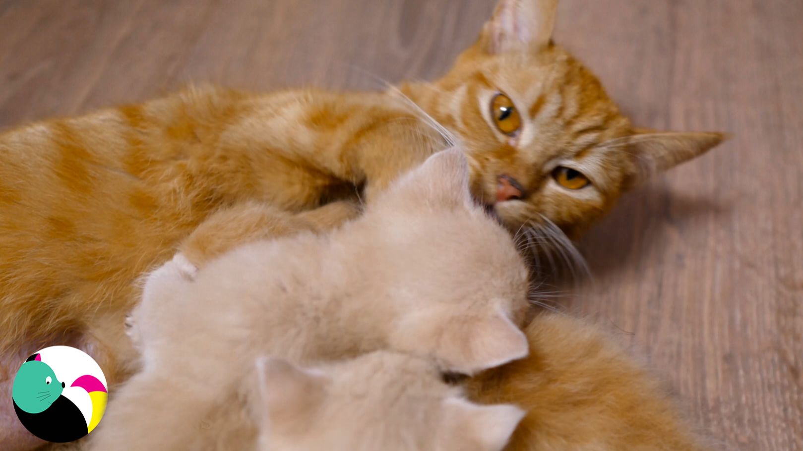 Мама-кошка кормит и моет своих котят