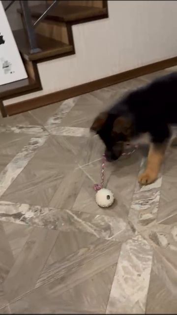 Баларис ХАРИЗМА,  2,5 мес. Играем!