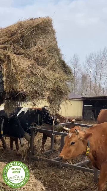 Доставка самого вкусного сена для счастливых коров 🐄