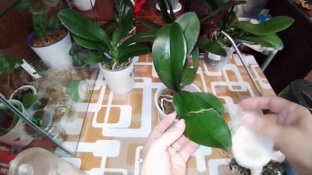 Пошла за клеем, купила 5 орхидей 🤣