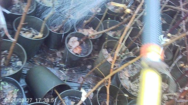 Полив саженцев