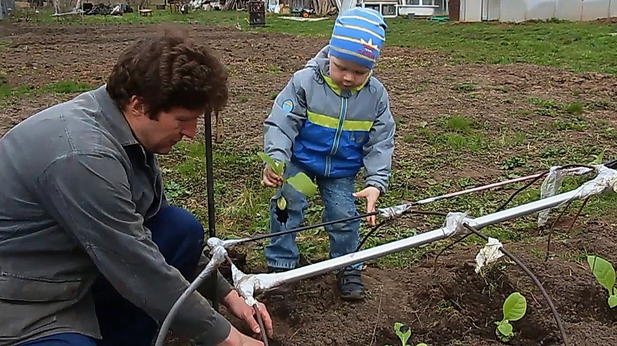"ВЫСАЖИВАЕМ В ГРУНТ ТАБАЧНУЮ РАССАДУ: 1 МАЯ В ДЕРЕВНЕ - 8 лет назад" «Сады порока» 3 сезон 1 серия