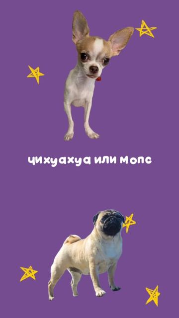 тест для любимчиков собак