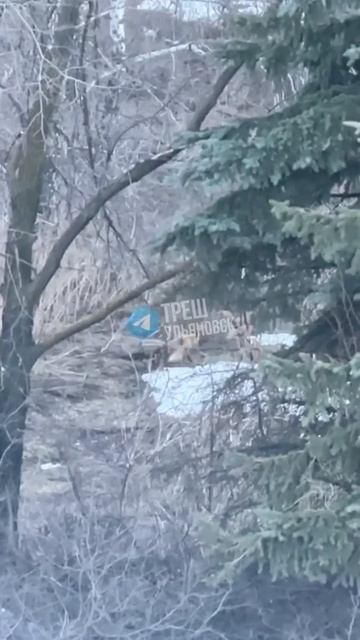 😳 Взрослая лиса обитает возле Обелиска на Минаева  ▶️