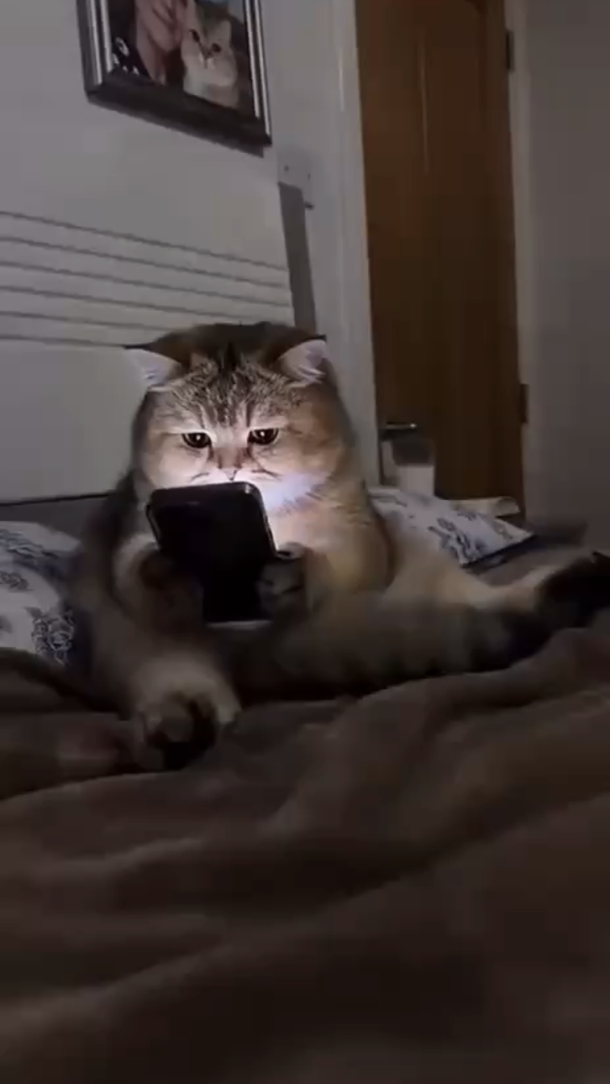 А ну-ка спать! 😼