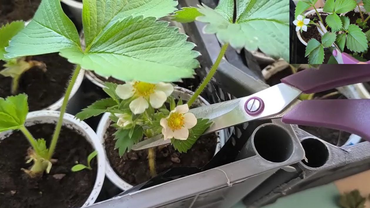 Клубника. Рассада клубники в горшках дает цветоносы, а до высадки в грунт еще 2 месяца, что делать?