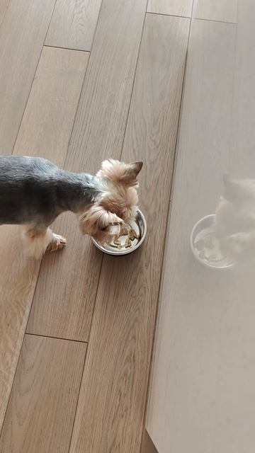 Солнечный Лучик для домашнего счастья!