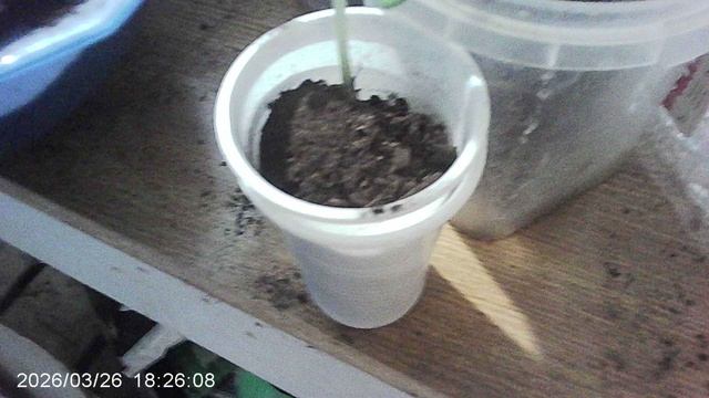 Добавка грунта в горшочек с кабачком февральской посадки