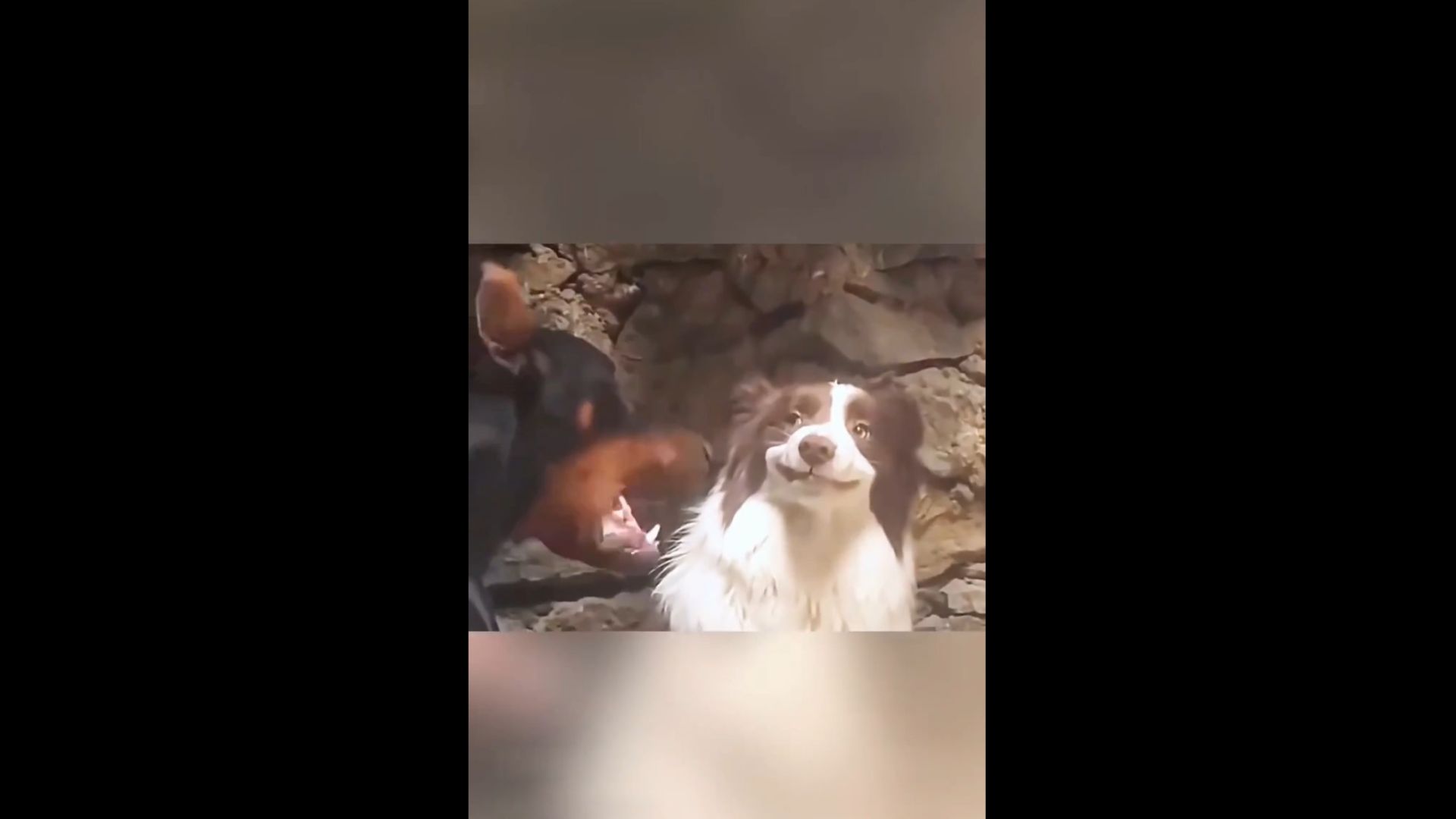 Бордер-колли