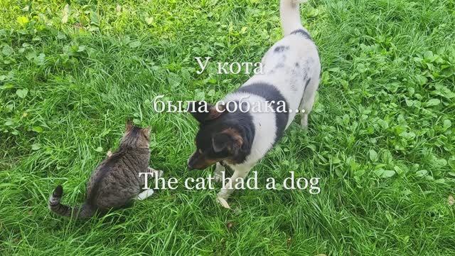 Кот и собака. The cat had a dog