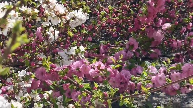 ВРЕМЯ ЦВЕТЕНИЯ САКУРЫ - НЕОБЫЧНОЕ