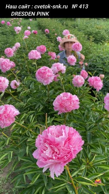 Травянистый "DRESDEN PINK"/Сад Ворошиловой