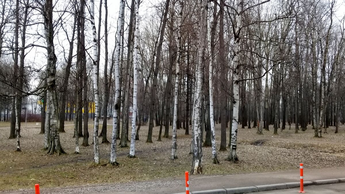 Парк на просущке...