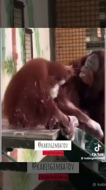 Умывание 😉