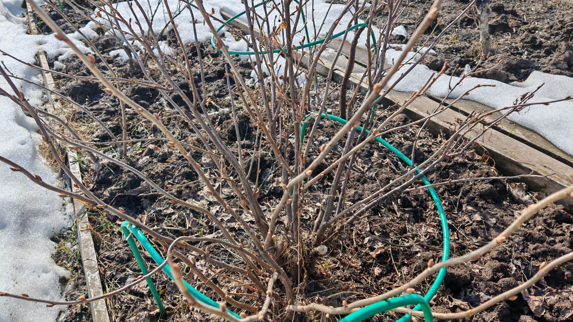 Самая первая обработка смородины и крыжовника: Просто, дешево и безопасно!