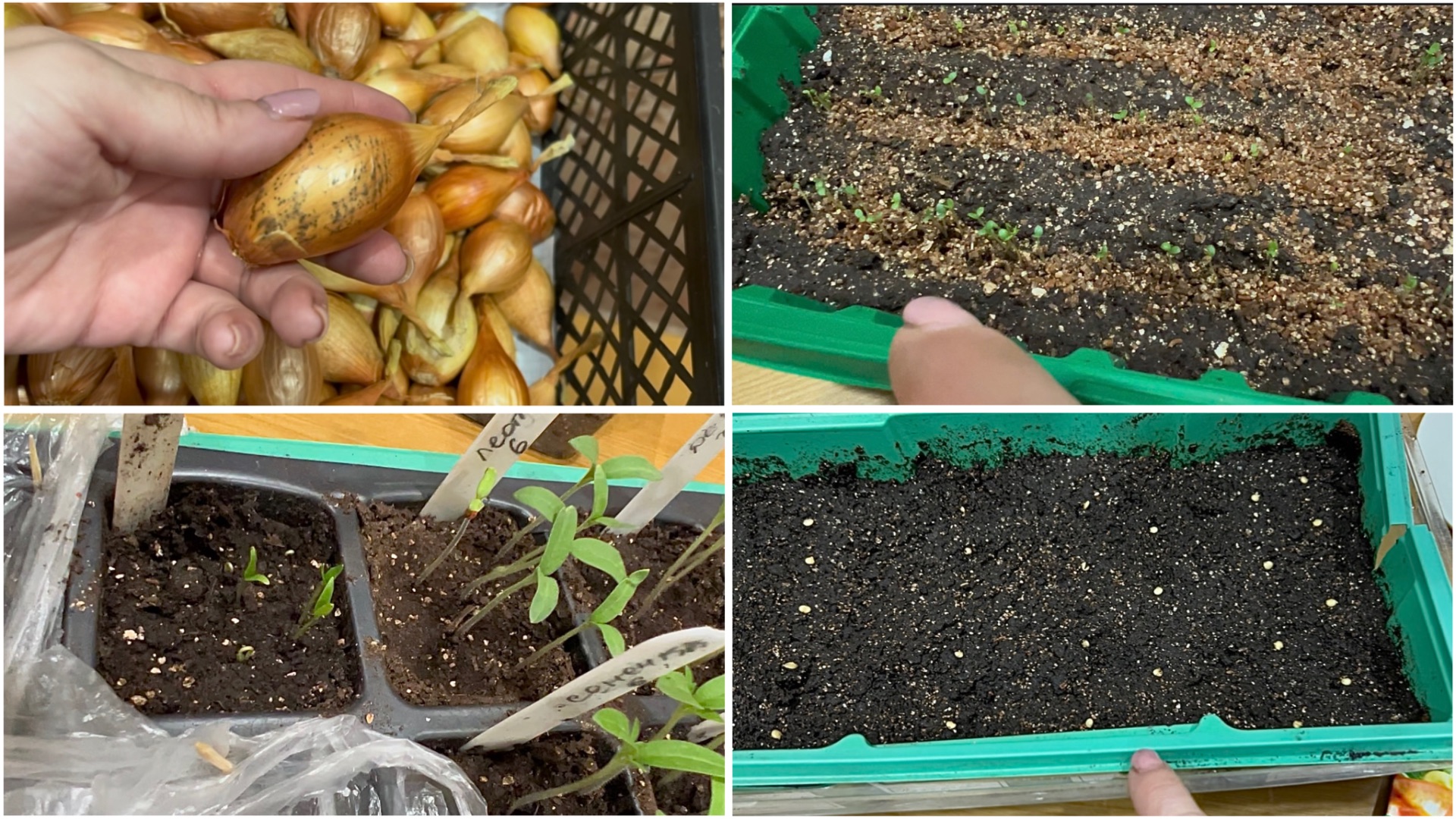 23 марта. Семейный лук. Что с цветами? Перцы- мои особенные дети!