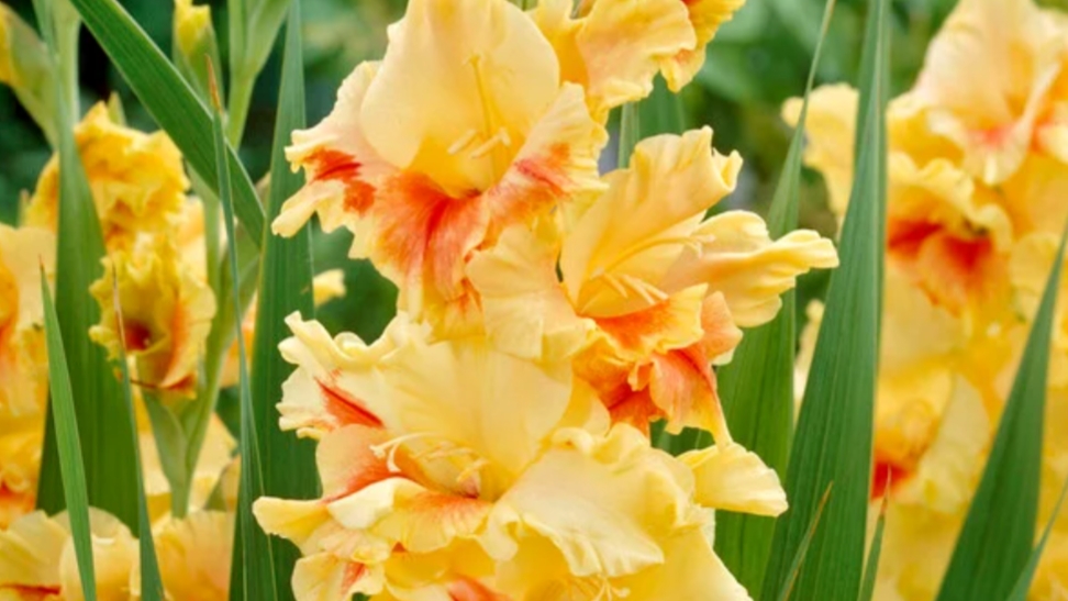 27-03-2026.новые Гладиолусы..и как поживает рассада))