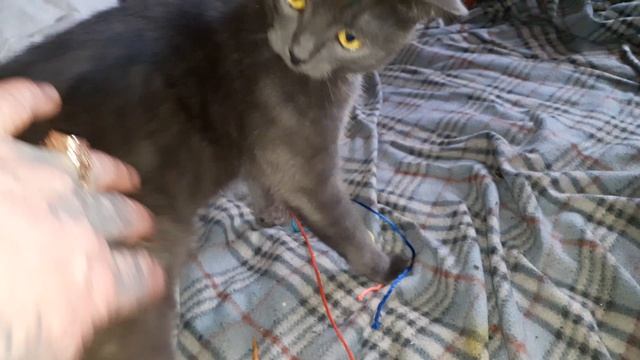 Мишка разыгрался.