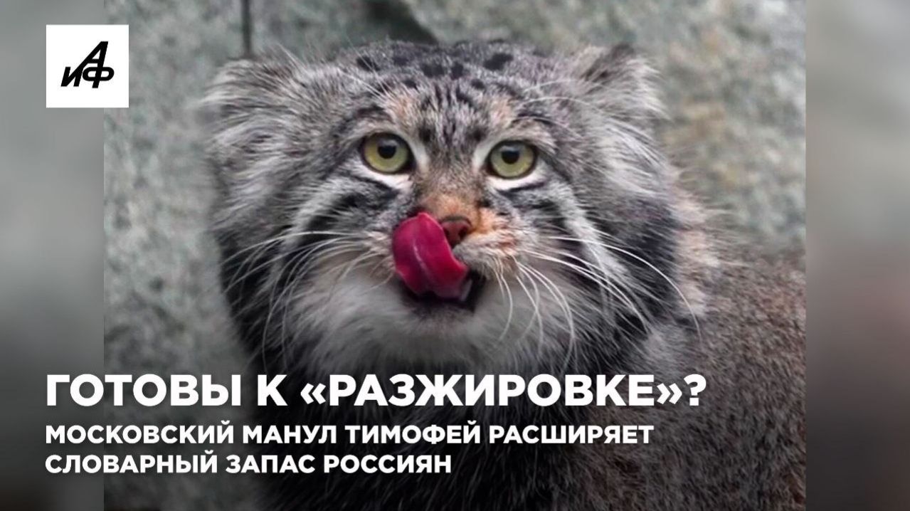 «Разжировка». Московский манул Тимофей расширяет словарный запас россиян