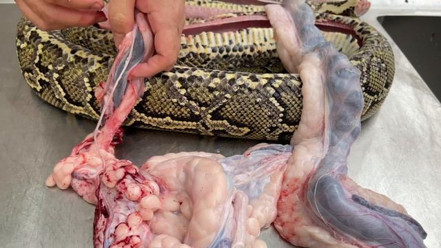 Лучший рецепт приготовления змеи от вьетнамского шеф повара Рецепт Анаконды Видео рецепты