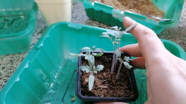 Пикировка рассады томатов без стресса