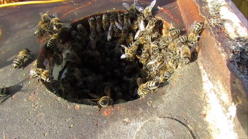 весна на пасеке, какое расположение ульевого летка считаю лучшим на пасеке и почему, 27.03.2026