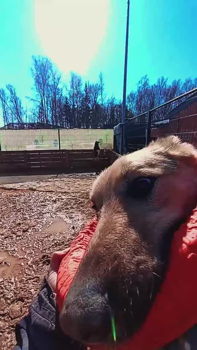 "Дурёж с колечком" ❥ Приют в Малинках #приютдляживотных