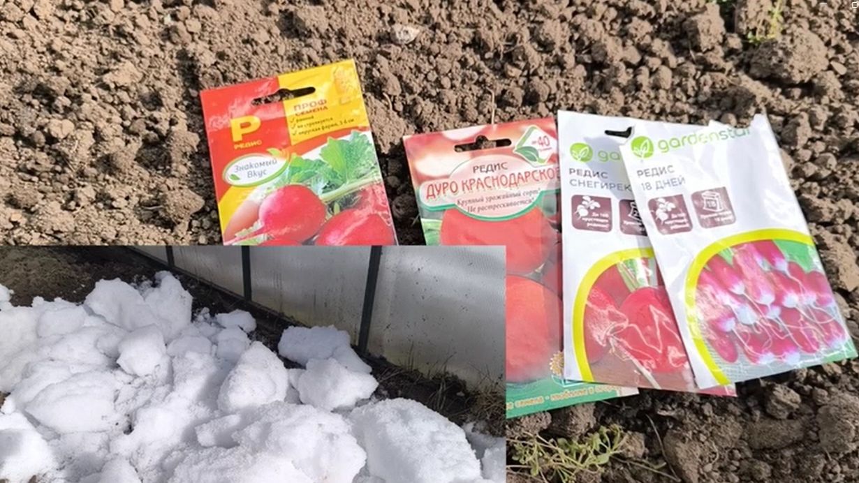 Редис сеем в теплицу под снег в марте месяце .Ранний посев редиса в марте  в теплицу.