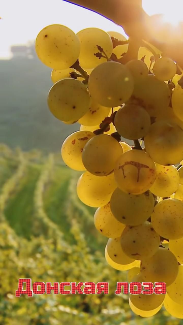 Саженцы технического винограда Ростов-на-Дону. Донская лоза