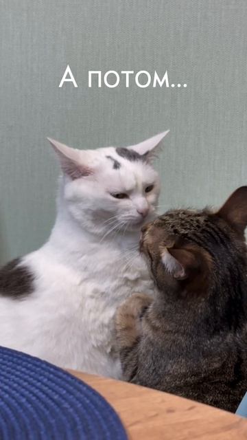 Сначала любовь.. 😺