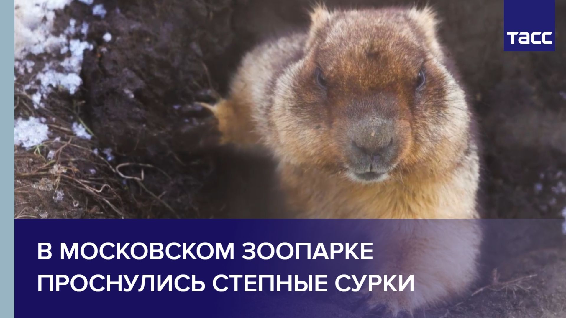 В Московском зоопарке проснулись степные сурки