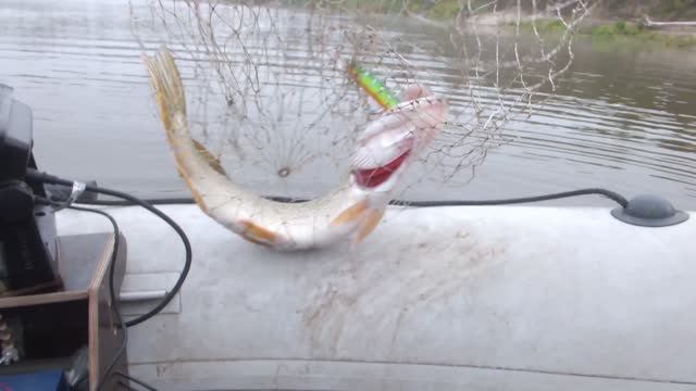 Решили попробовать половить хищника и мирную рыбу...