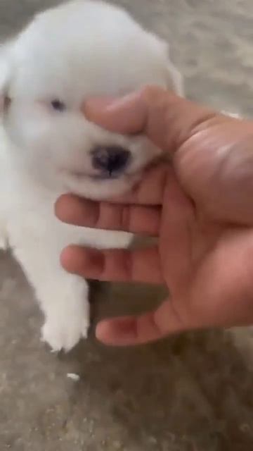 Как правильно выбешивать 😼