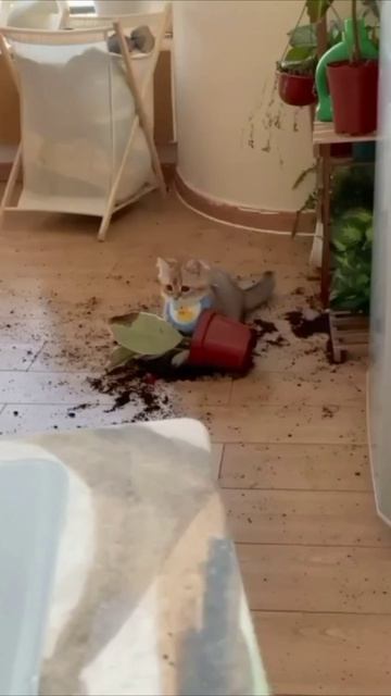 Смешные коты #116-5