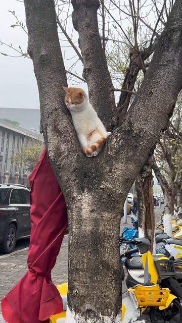 Высоко сижу, далеко гляжу