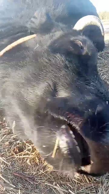 Корова в блаженстве, 23.03.26