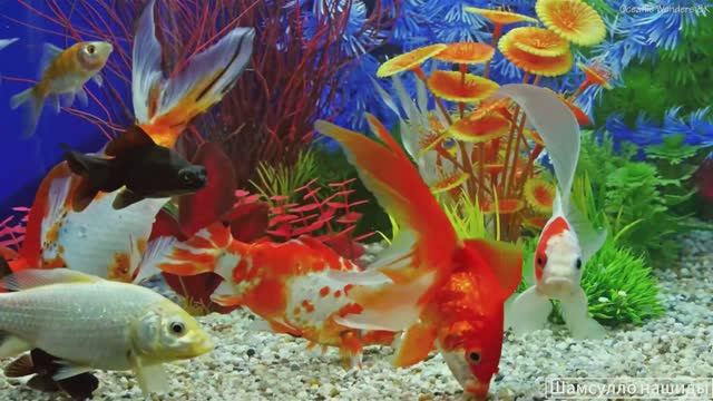 #Коран#АльБакъара#СамыеКрасивыеМеста#Relaxation##Islam#Quran#AlBaqarah'#Minshawiy #4кВидео#45часть#